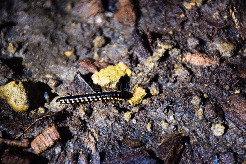Millipedes Discovered Under a Stone 170601 0001 Stock Image - Image of ...