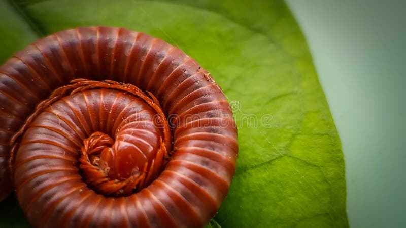 Millipedes on green leaves stock image. Image of leaf - 261426695