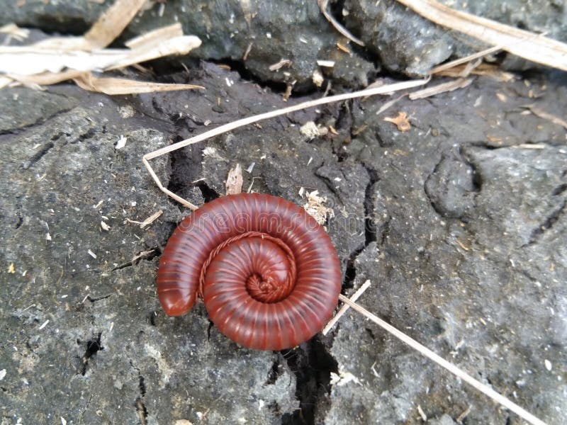 Millipedes on the ground stock image. Image of legs - 281978447