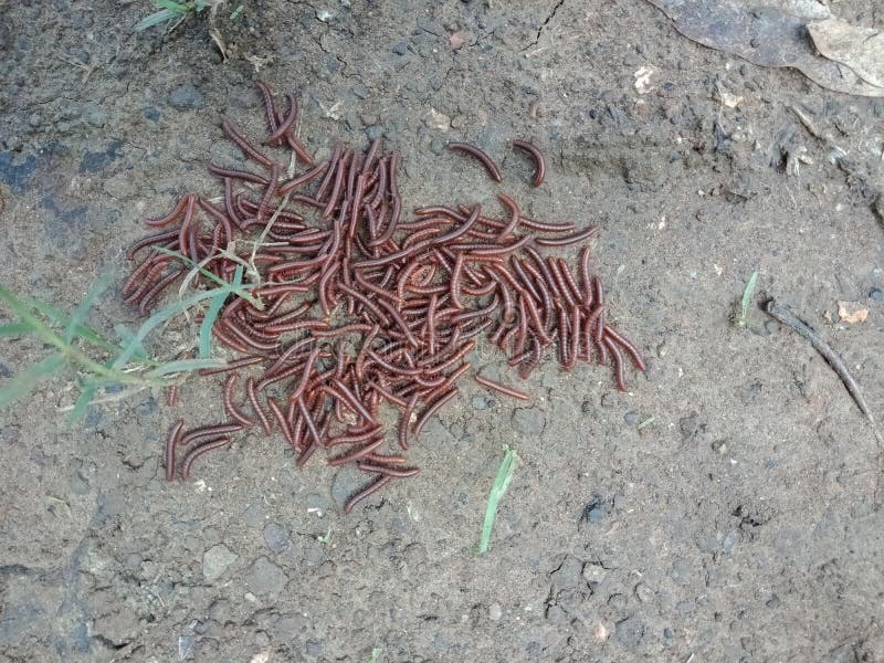 Mud Letter Head Stock Photos - Free & Royalty-Free Stock Photos from ...