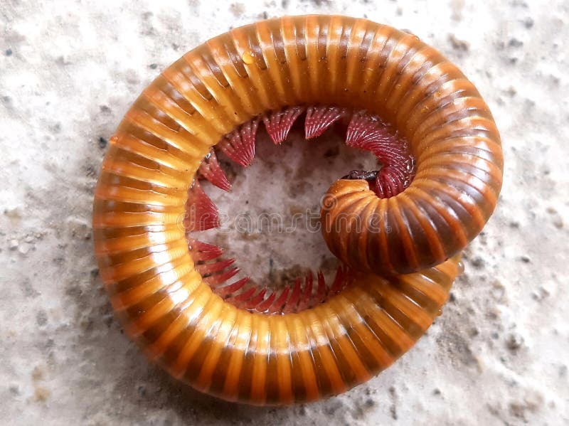 stock photo. Image of pairs, animals, orkeluwing, millipedes - 321996194