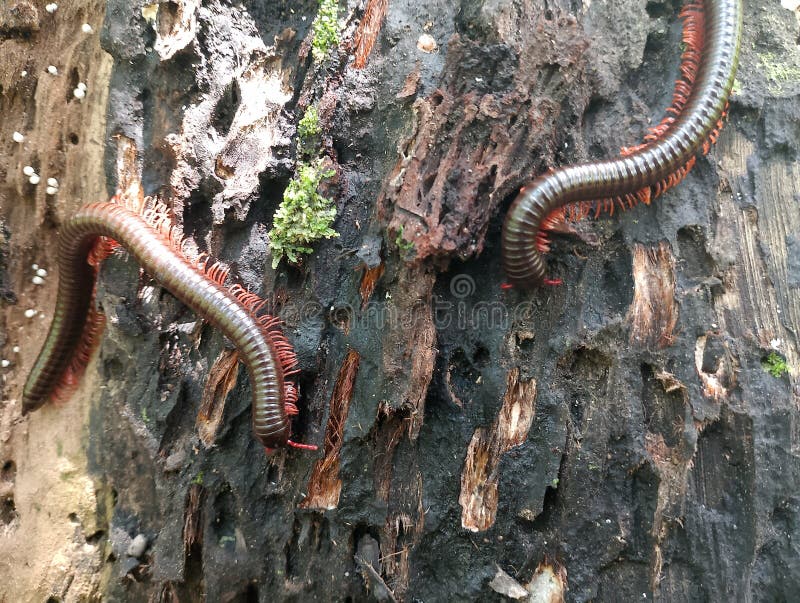 Millipedes, Luing, Luwing, or Keluwing are Arthropods that Have Two ...