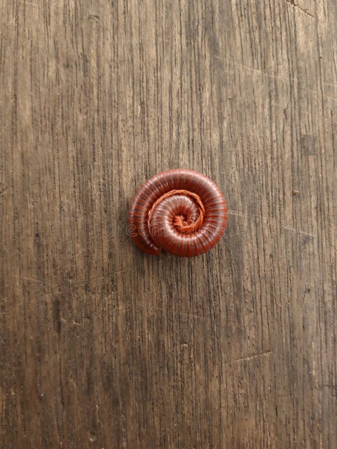 Millipedes, Luing or Wuling are Multi-legged Animals that Roll Up To ...