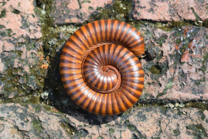 Thai Millipedes Was Lying on the Ground, Millipedes are Organized in ...