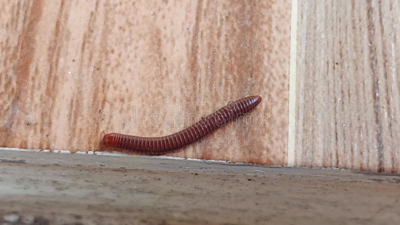 Millipedes are Reddish Brown with a Cylindrical, Segmented Body. Stock ...