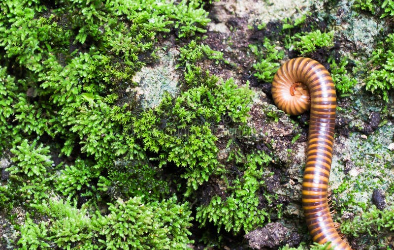 Thousand Legger in Oregon Coast Stock Photo - Image of finding, rain ...