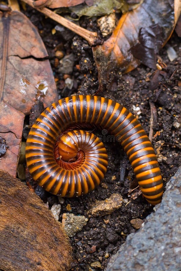 A Millipedes Walking for Food on the Ground Stock Photo - Image of legs ...
