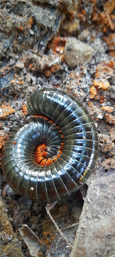 114 Hiding Bodies Stock Photos - Free & Royalty-Free Stock Photos from ...