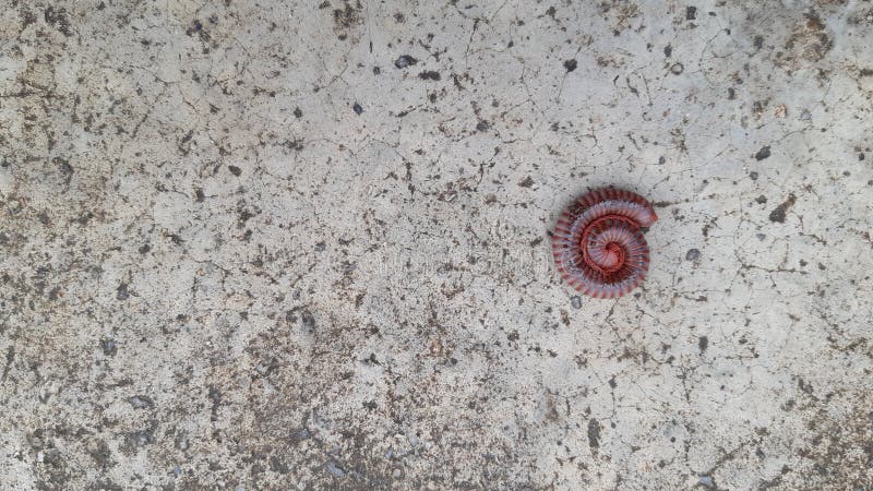 Millpede Curled Up on the Concrete Floor. Stock Photo - Image of animal ...