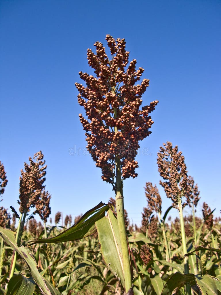 527 Milo Crop Stock Photos - Free & Royalty-Free Stock Photos from ...