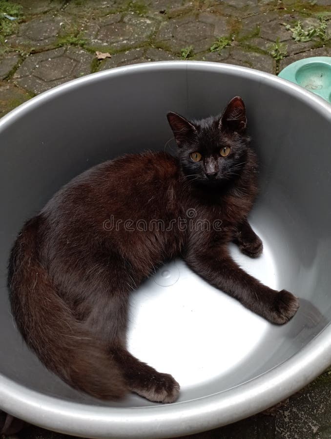 Milo the black cat stock image. Image of black, cute - 262897245