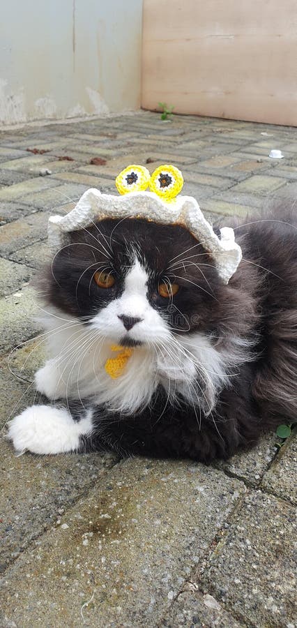 Milo the Cat stock photo. Image of yellow, mammal, kitten - 267184332