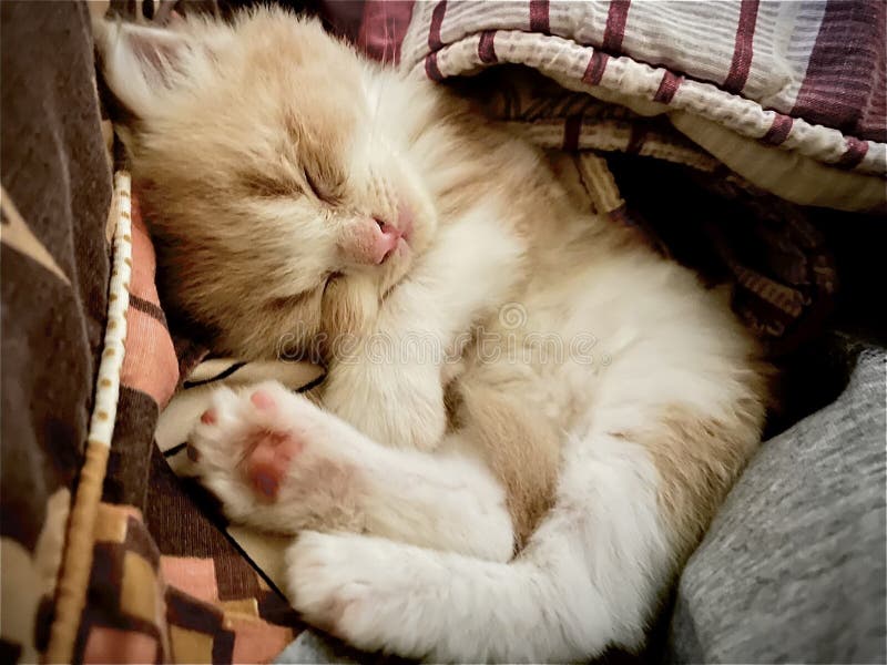 Milo the Cute Kitten stock photo. Image of blanket, whiskers - 310872370