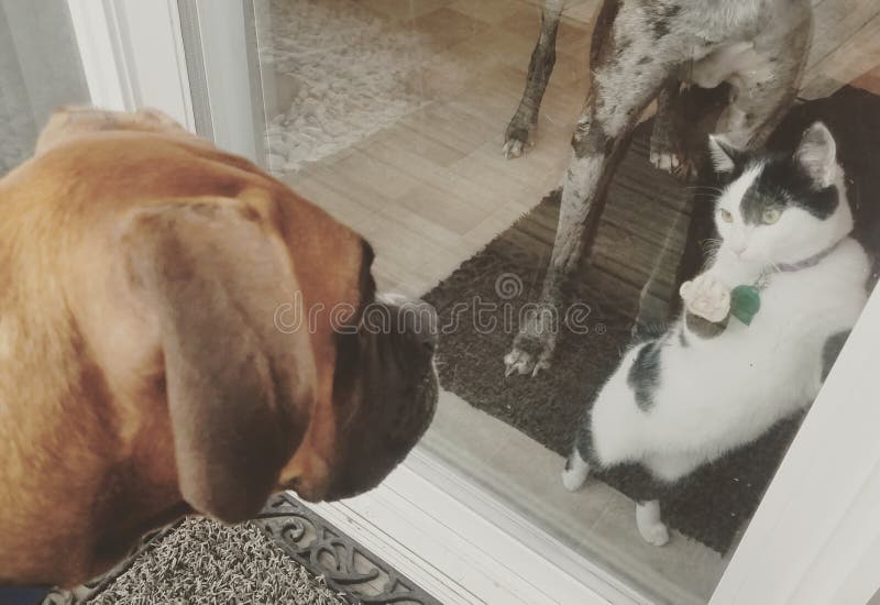 Milo-dog loves the kitties stock image. Image of milodog - 149521475