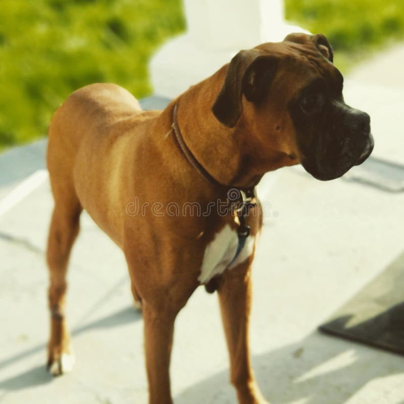 Milo el perro boxeador imagen de archivo. Imagen de boxeador - 182155571