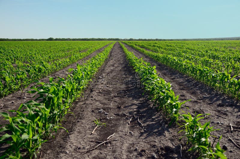 Milo Field stock image. Image of plants, agriculture - 35354689