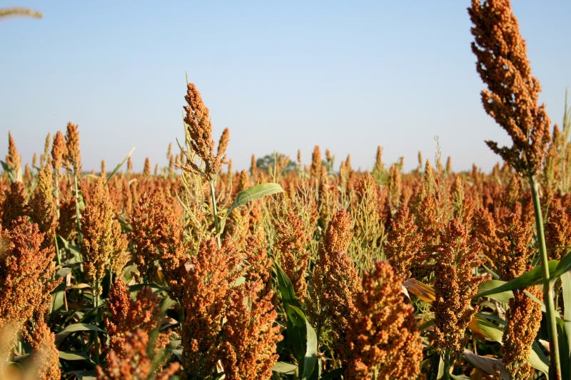 Red Milo Ready for Harvest with Blue Sky in Kansas in the Fall Out in ...