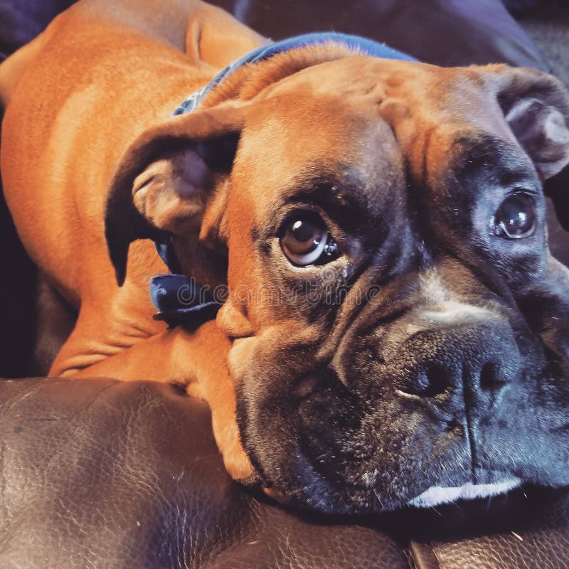 Milo Looking so Sad and Adorable Stock Photo - Image of looking, boxer ...