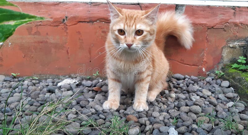Milo the Orange Cat in Action Stock Image - Image of orange, action ...