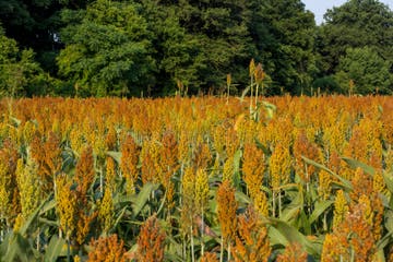 534 Milo Crop Stock Photos - Free & Royalty-Free Stock Photos from ...