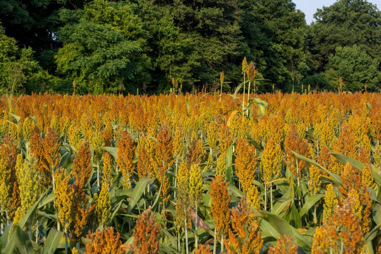 534 Milo Crop Stock Photos - Free & Royalty-Free Stock Photos from ...