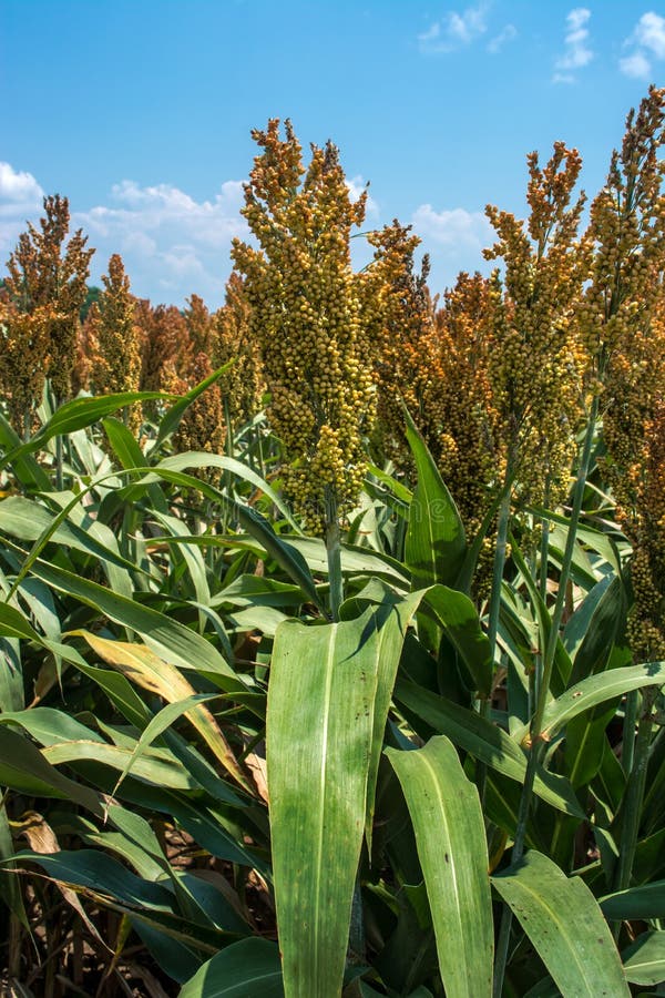 Milo (Sorghum) stock photo. Image of field, grain, rows - 32166668