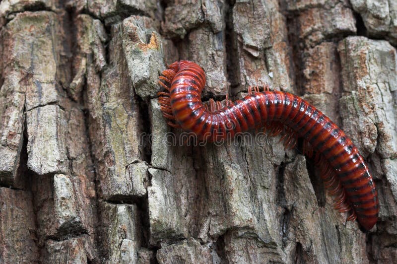Milpiés imagen de archivo. Imagen de animal, gigante - 50183777