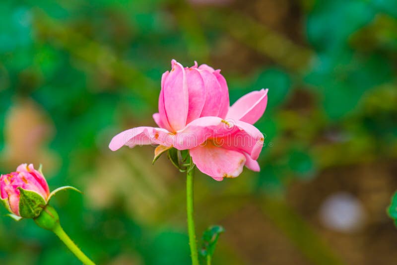 Milrose or Pink Rose in Garden Stock Image - Image of greenery, petal ...