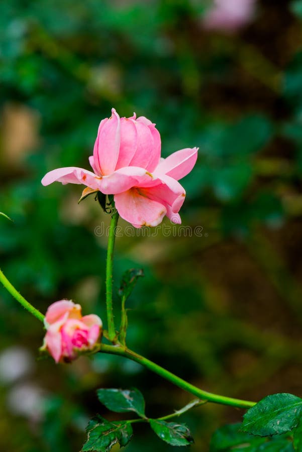 Milrose or Pink Rose in Garden Stock Image - Image of daylight, bush ...
