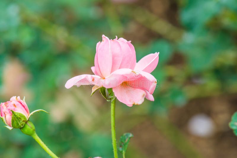 Milrose or Pink Rose in Garden Stock Image - Image of flower, beautiful ...