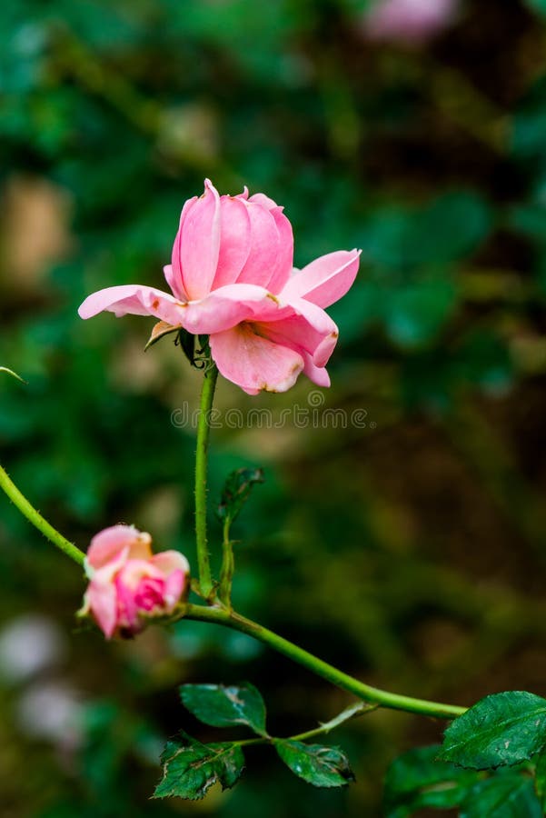 Milrose or Pink Rose in Garden Stock Photo - Image of fresh, beautiful ...