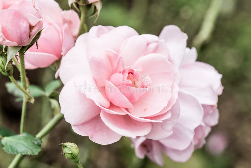 Milrose or Pink Rose in Garden Stock Image - Image of nature, leaf ...