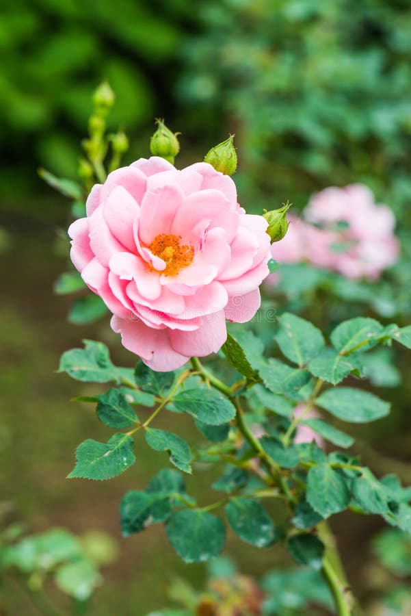 Milrose or Pink Rose in Garden Stock Image - Image of petals, milrose ...