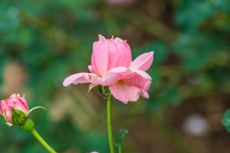 Milrose or Pink Rose in Garden Stock Photo - Image of bouquet, natural ...
