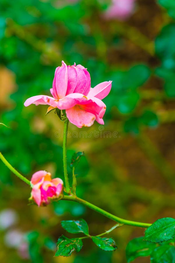 Milrose or Pink Rose in Garden Stock Image - Image of light, nature ...