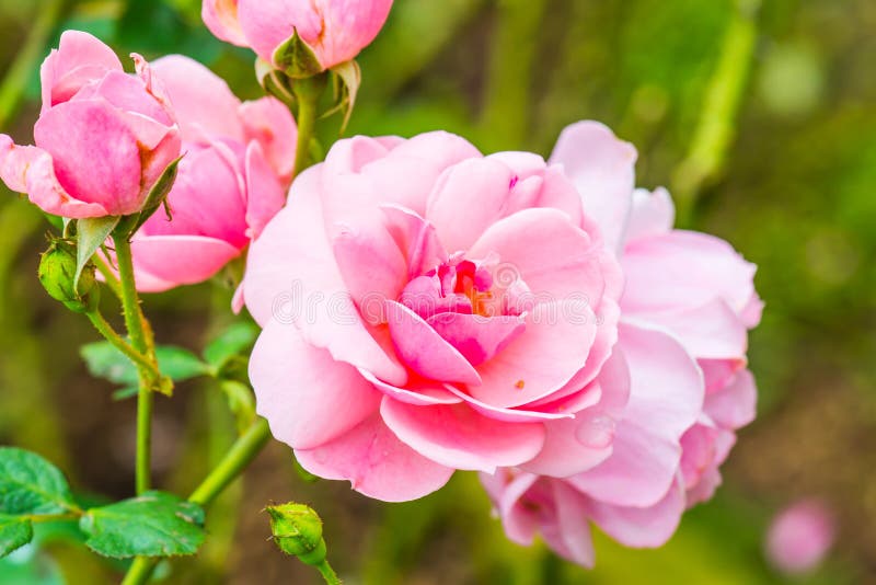 Milrose or Pink Rose in Garden Stock Image - Image of petals, garden ...