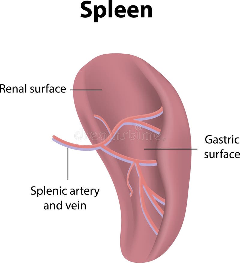 Milt vector illustratie. Illustration of orgaan, immuniteit - 42917529