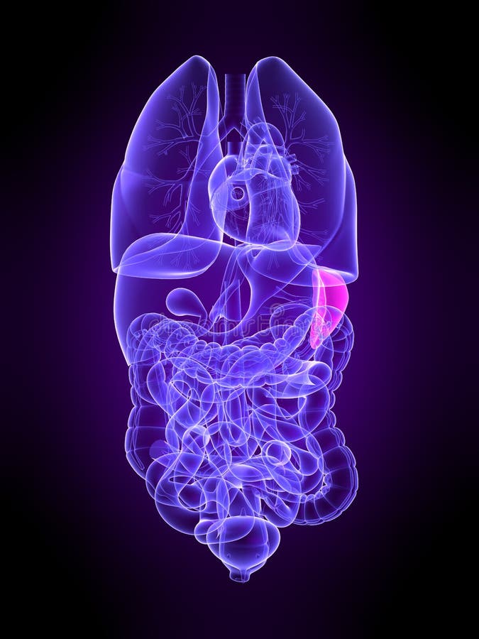 Milt stock illustratie. Illustration of illustratie, maag - 6731129