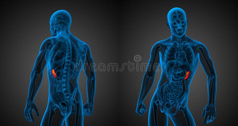 Anatomie van de Milt stock illustratie. Illustration of illustratie ...