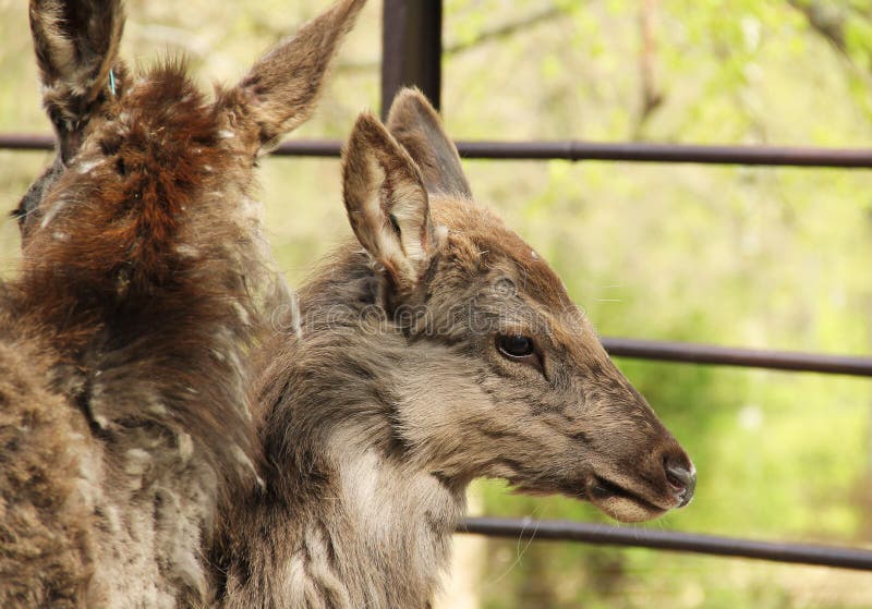Milu deer stock image. Image of elaphurus, animal, pere - 91098231