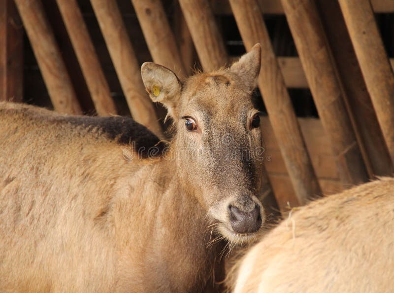 324 Milu Stock Photos - Free & Royalty-Free Stock Photos from Dreamstime