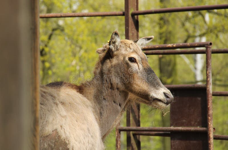 324 Milu Stock Photos - Free & Royalty-Free Stock Photos from Dreamstime