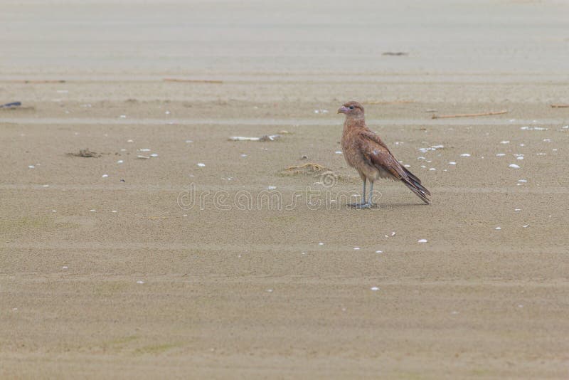 Milvago Chimango in Cassino Beach Stock Photo - Image of animal ...