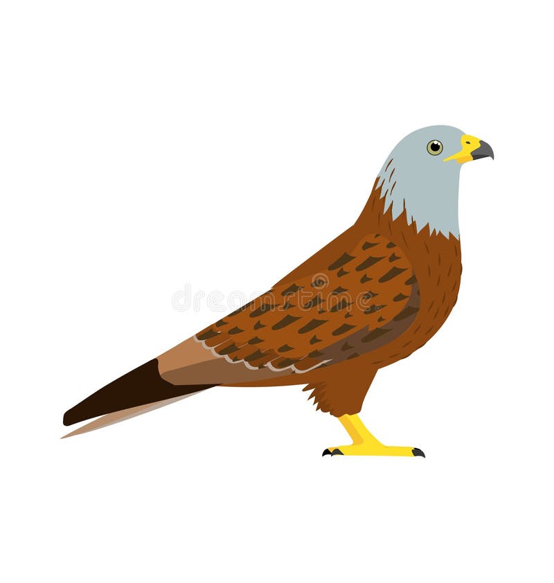 Red Kite Bird