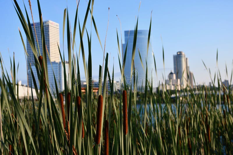 City skyline stock image. Image of city, spring, green - 242314945