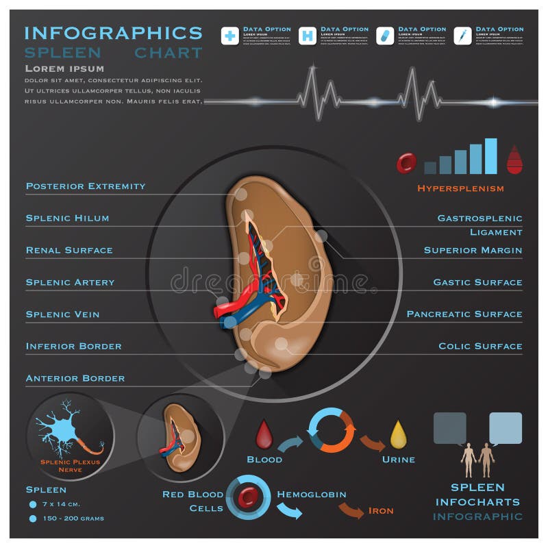 Anatomie Der Milz, Medizinisches System, Infografik Vektor Abbildung ...