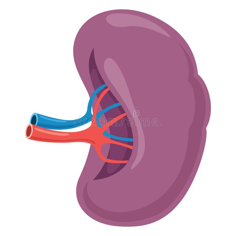Milzillustration Zeichnung Der Milz Stock Abbildung - Illustration von ...