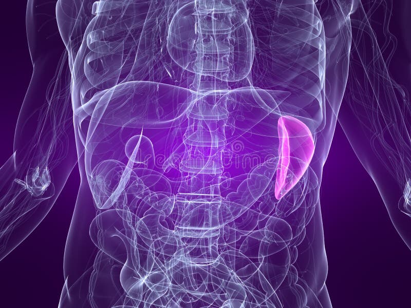 Anatomia della Milza illustrazione di stock. Illustrazione di ...