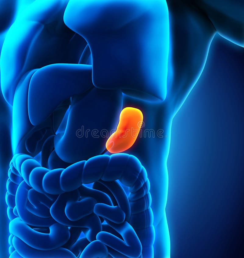 Anatomia Umana Della Milza Organi Interni Del Tratto Gastrointestinale ...
