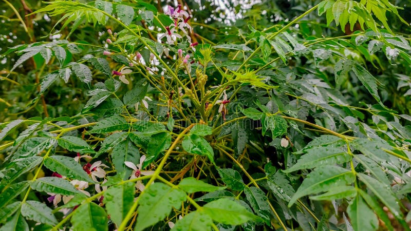 Mimba Trees Stock Photos - Free & Royalty-Free Stock Photos from Dreamstime